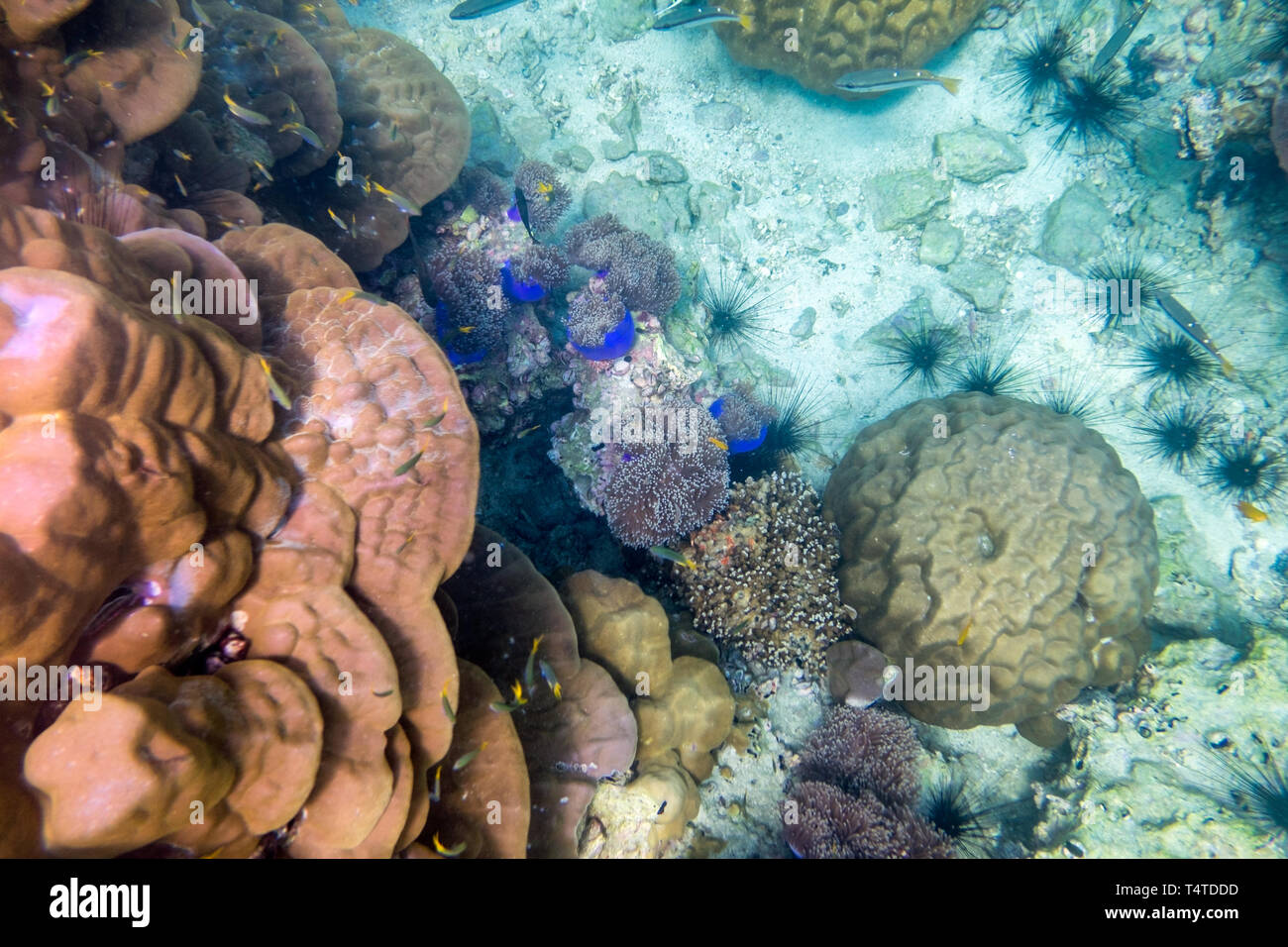 Underwater colorful coral reef and fish in andaman sea Stock Photo - Alamy