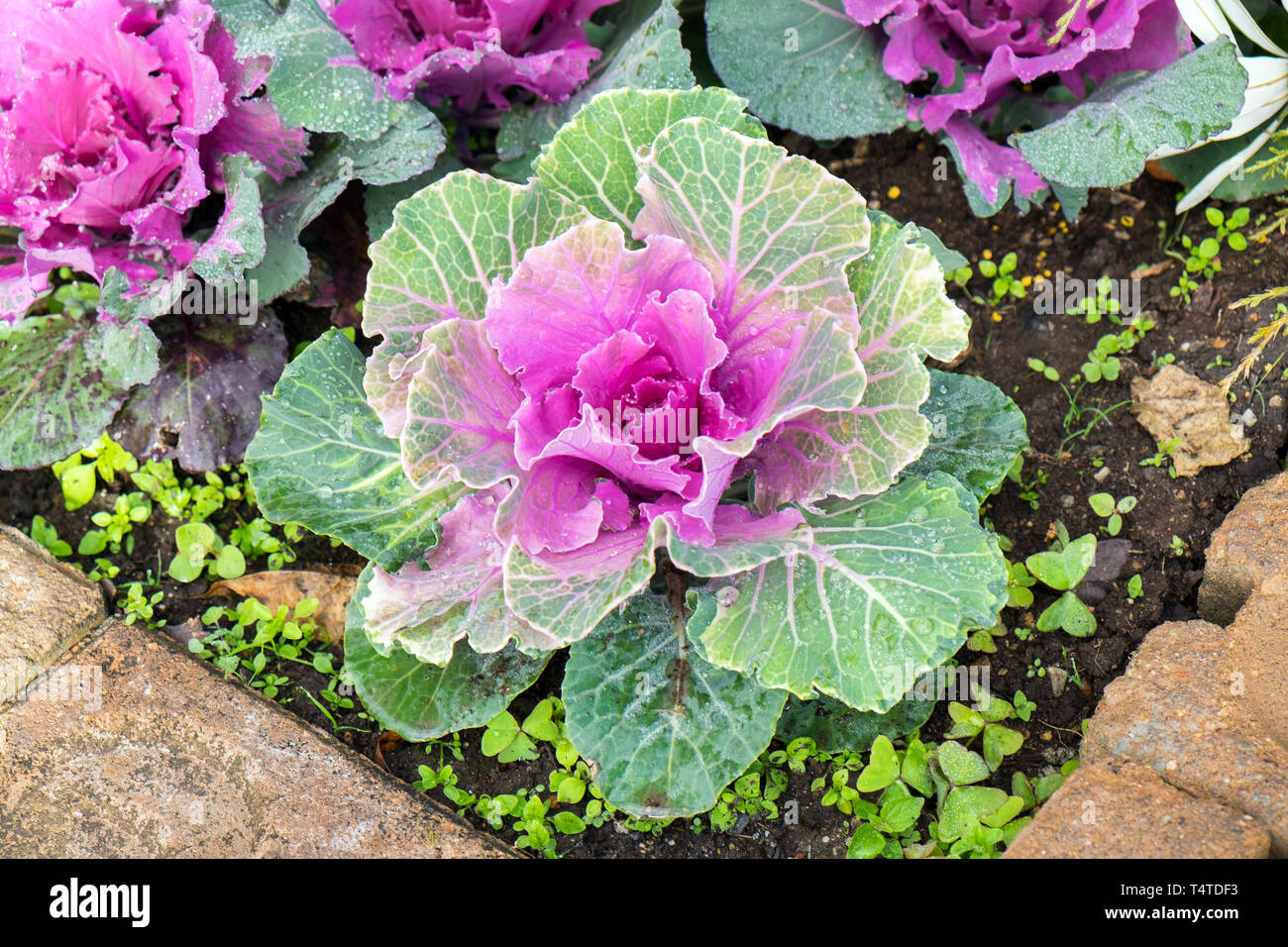 Frosted cabbage leaf hi-res stock photography and images - Alamy