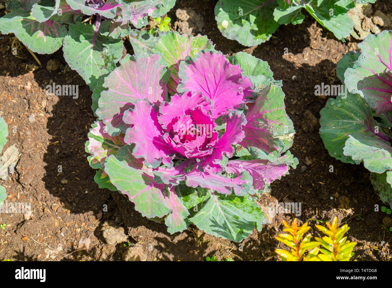 Frosted cabbage leaf hi-res stock photography and images - Alamy