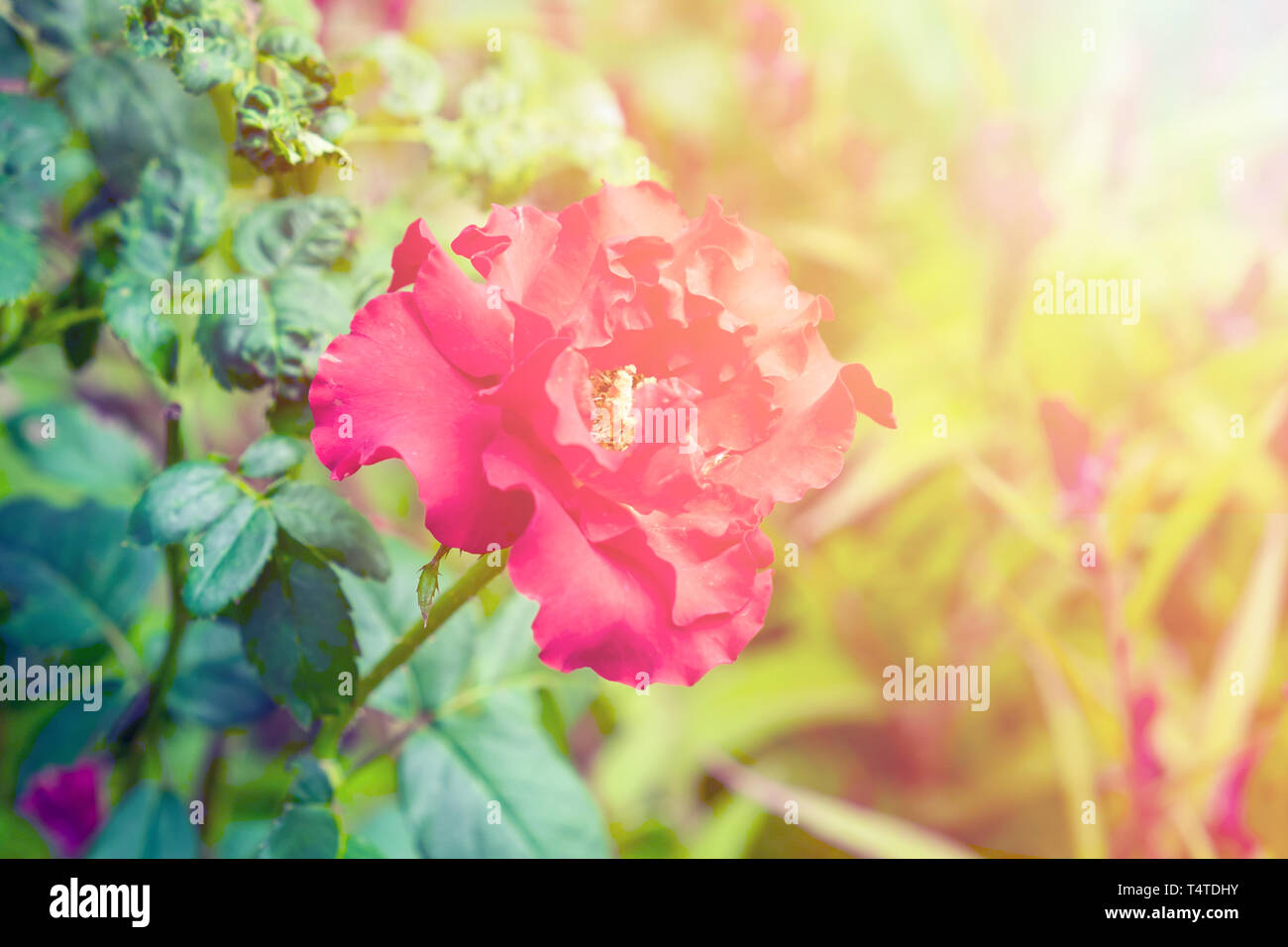 Warm tone roses hi-res stock photography and images - Alamy