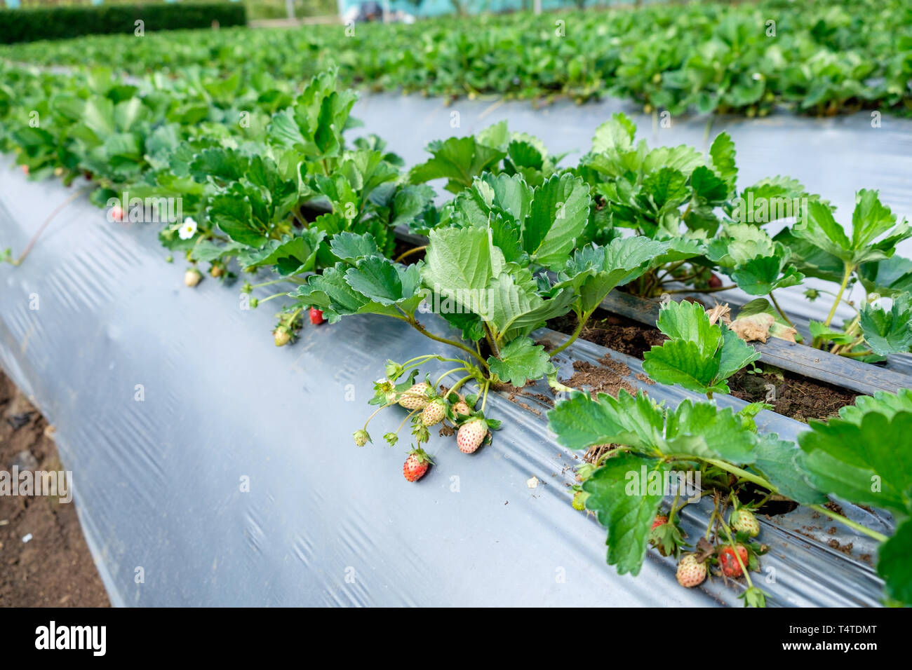 Strawberry fruit growing in garden Stock Photo - Alamy