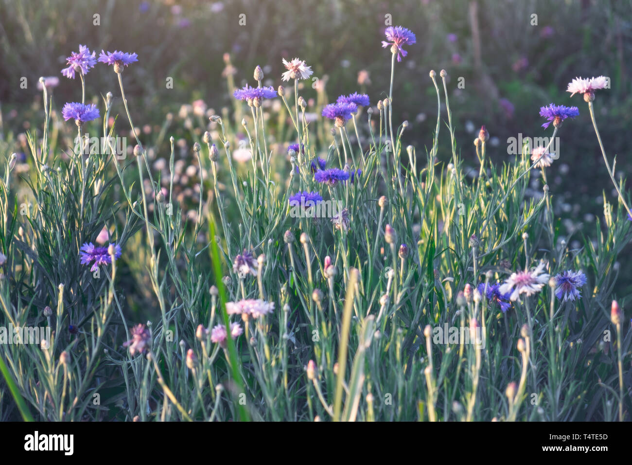 Bloom clump hi-res stock photography and images - Alamy