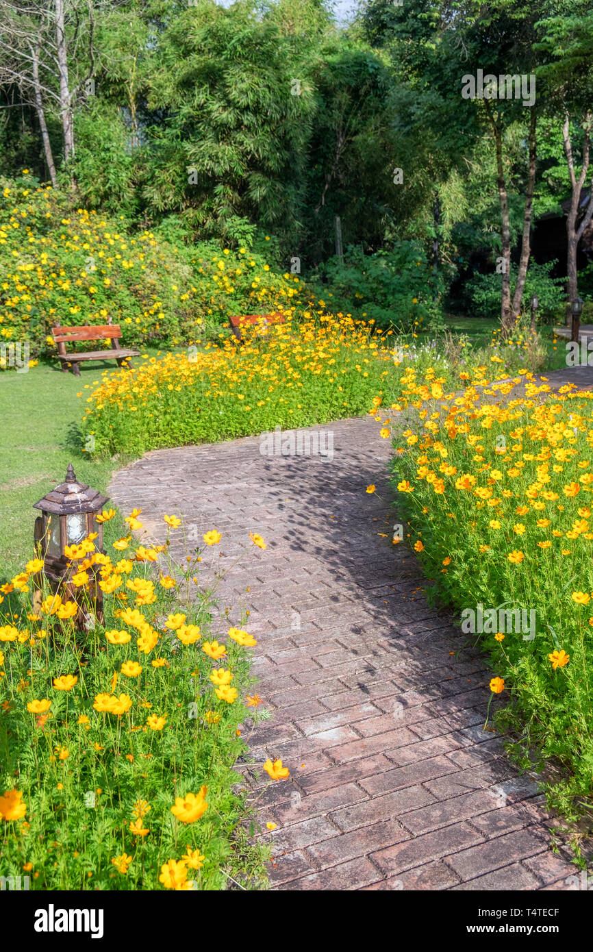 Pathway in cosmos flower garden Stock Photo - Alamy