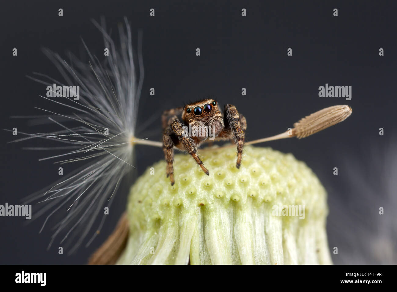 Jumping spider eye hi-res stock photography and images - Alamy