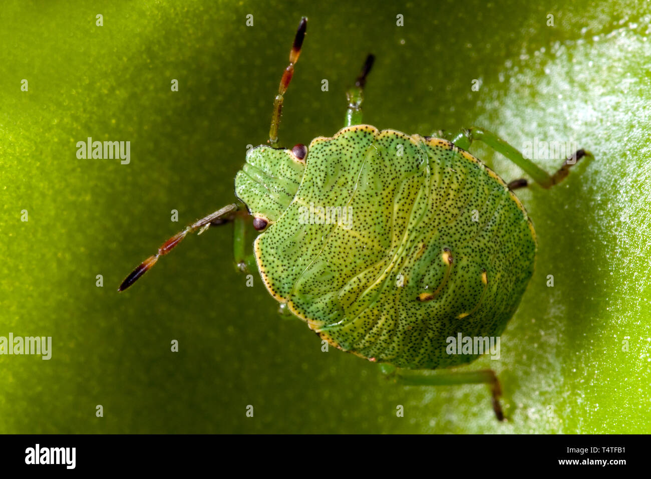 Green shield bugs on leaf hi-res stock photography and images - Alamy