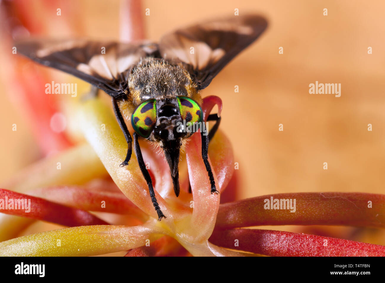 Deer fly and her big beautiful eyes Stock Photo - Alamy