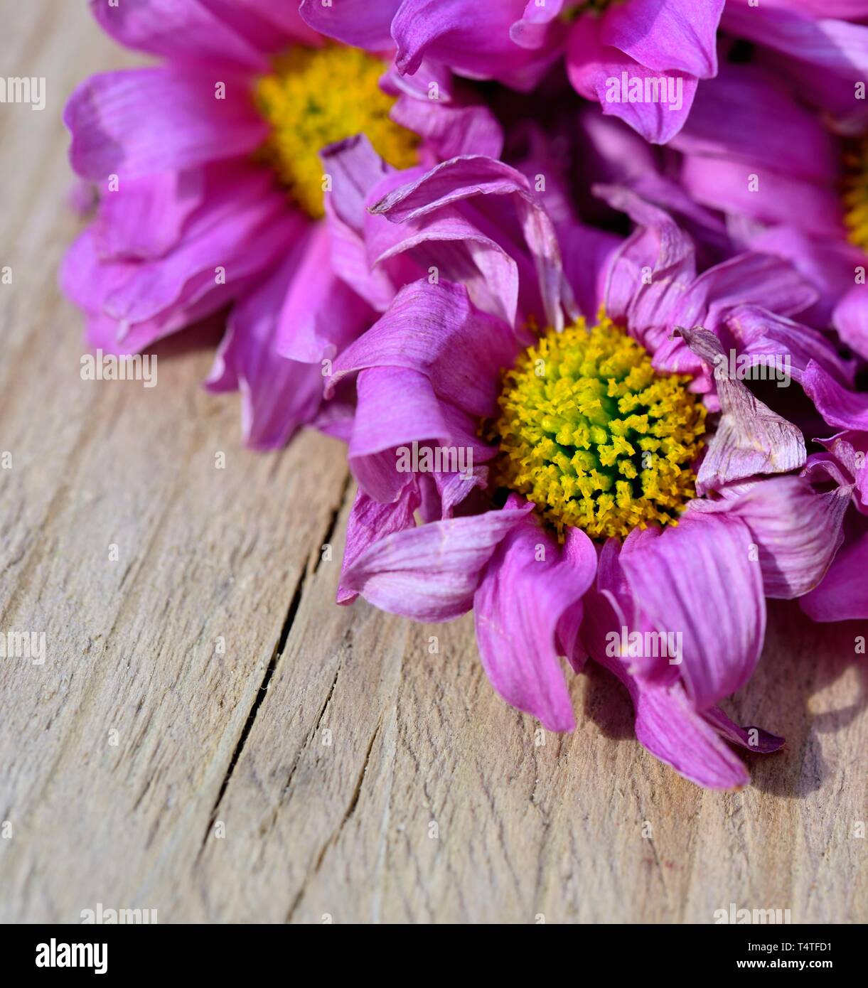 Dead flowers hi-res stock photography and images - Alamy