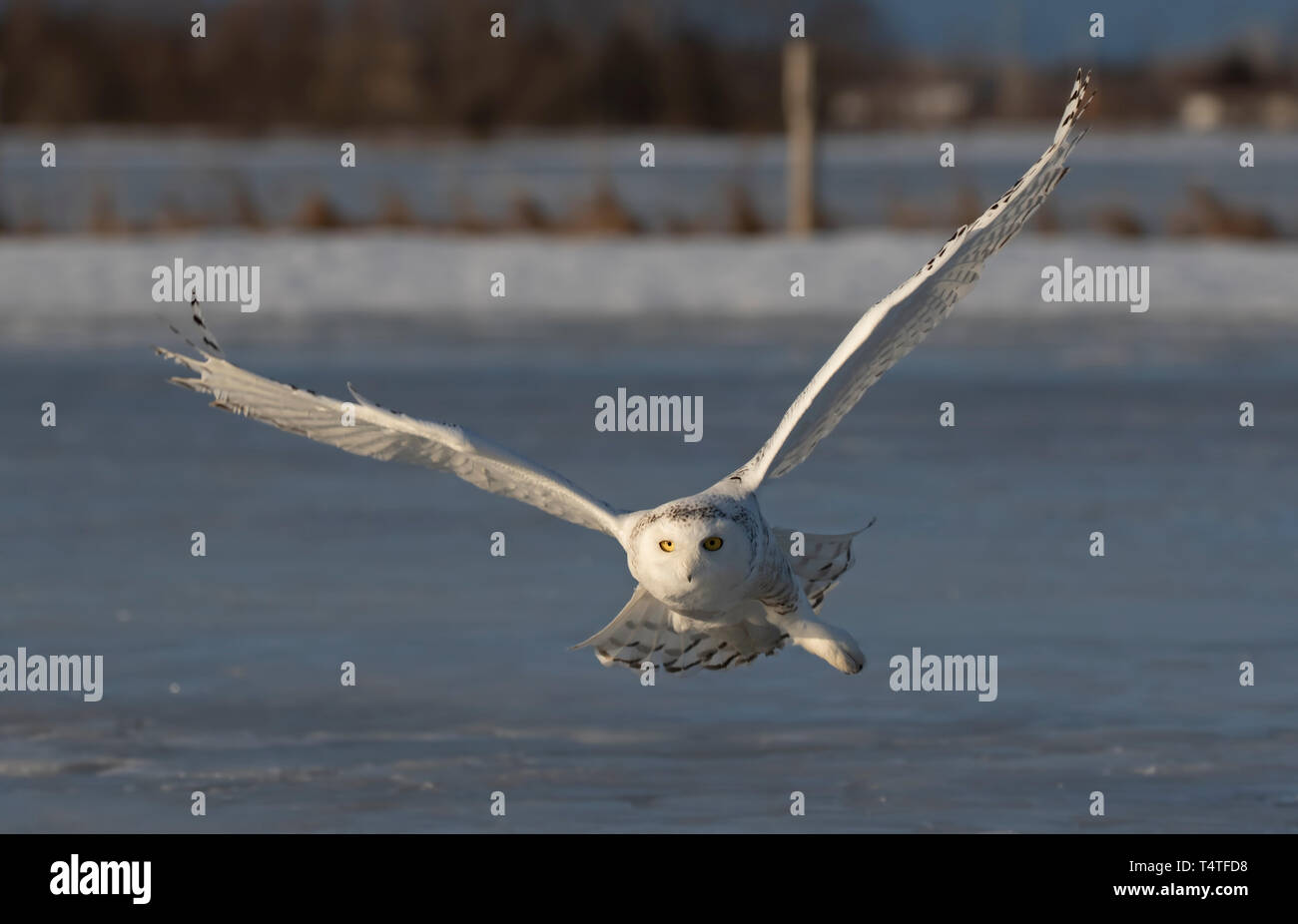 Snowy owl hunting for prey hi-res stock photography and images - Alamy