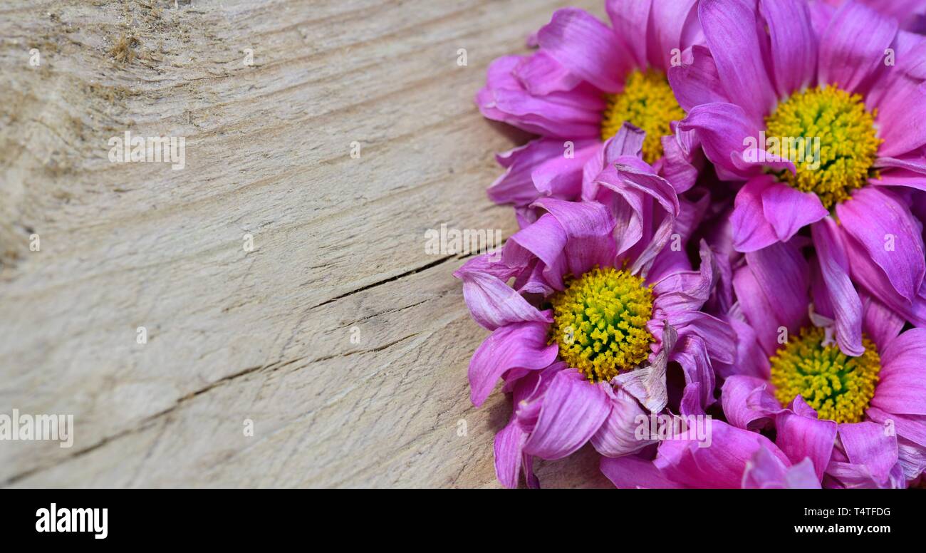 Dying gerbera flower hi-res stock photography and images - Alamy