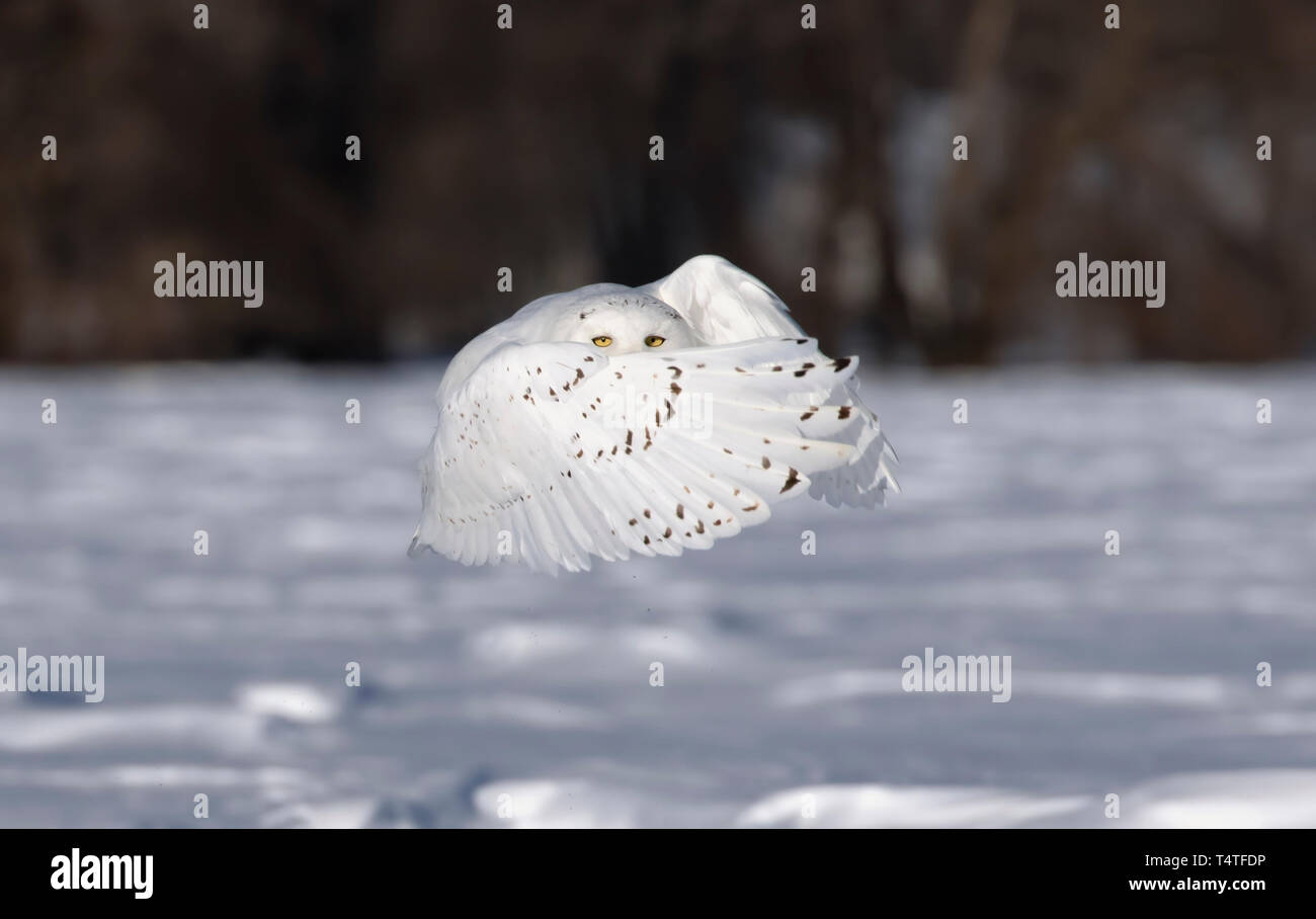 Snowy owl hunting for prey hi-res stock photography and images - Alamy