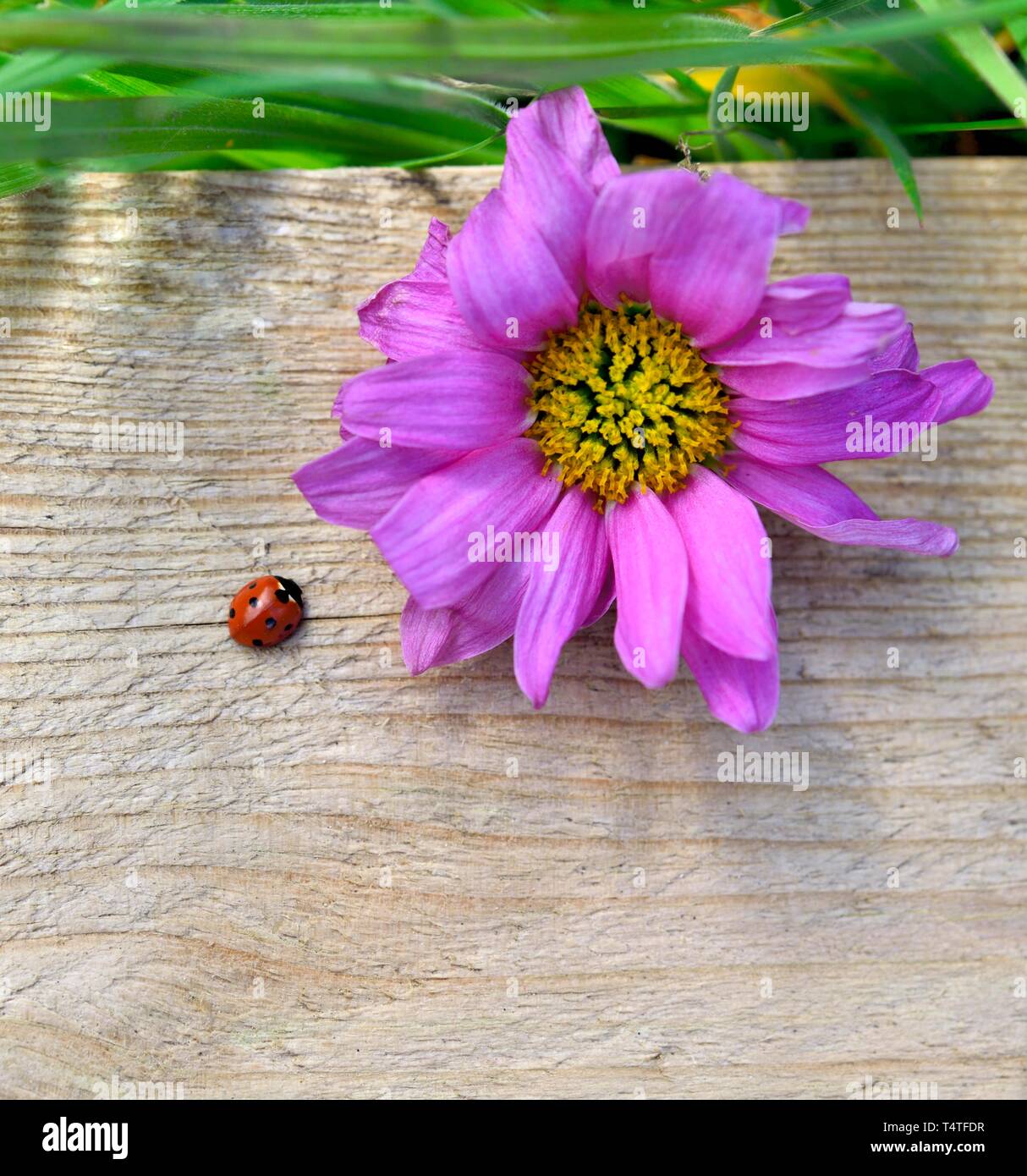 pink gerbera,Asteraceae,single dead flower,ladybird,ladybug Stock Photo ...