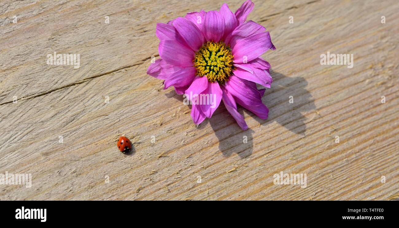 Dead wood beetle hi-res stock photography and images - Alamy