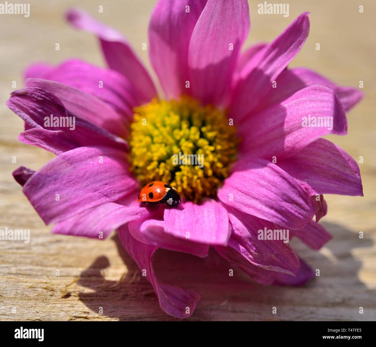 pink gerbera,Asteraceae,single dead flower,ladybird,ladybug Stock Photo ...
