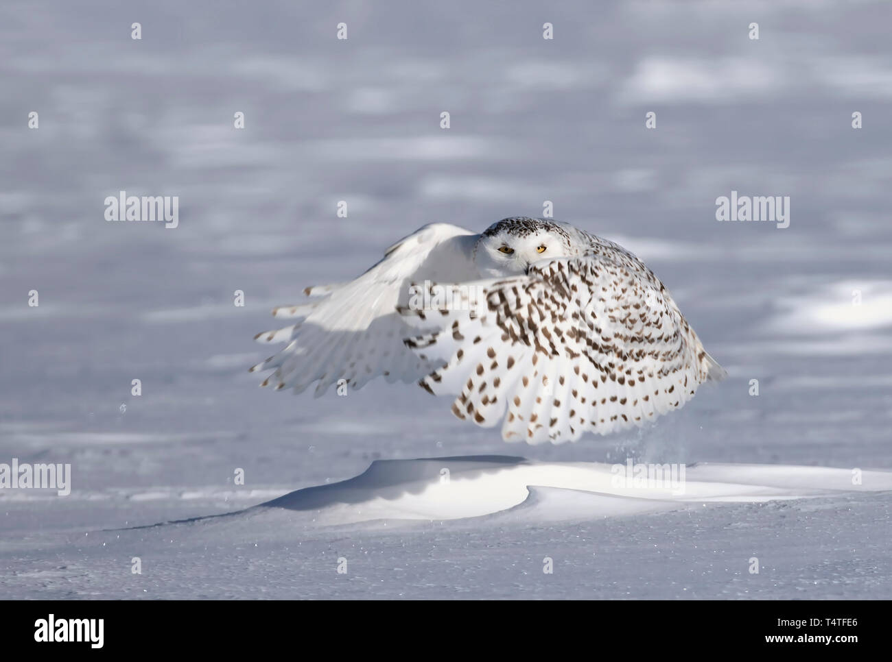 Wings hunting hi-res stock photography and images - Alamy