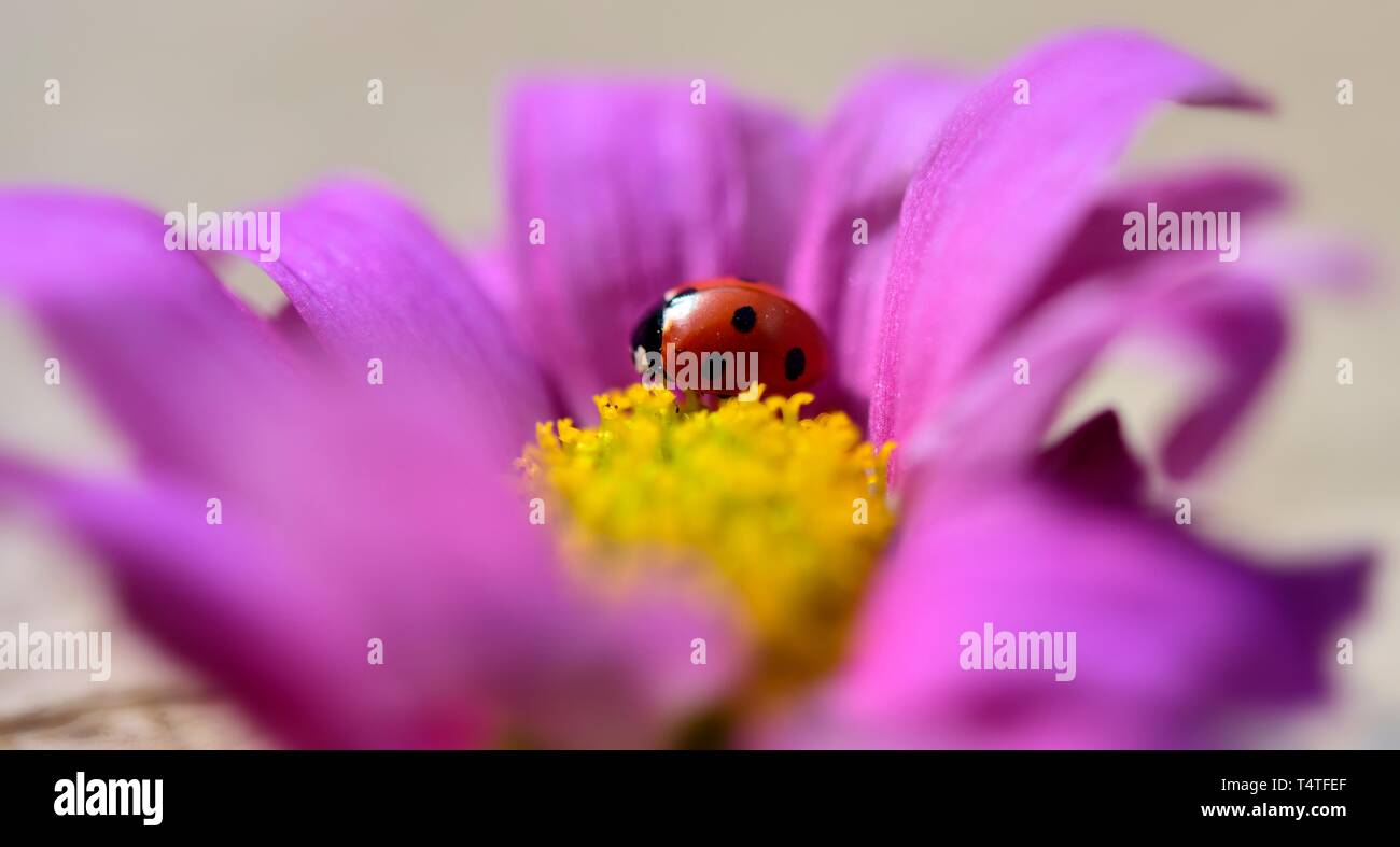 pink gerbera,Asteraceae,single dead flower,ladybird,ladybug Stock Photo ...