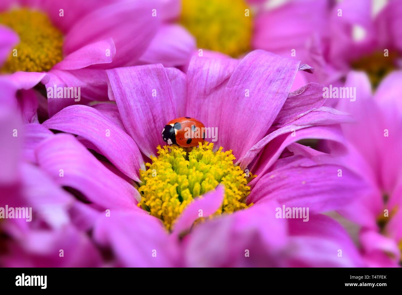 pink gerbera,Asteraceae,single dead flower,ladybird,ladybug Stock Photo ...