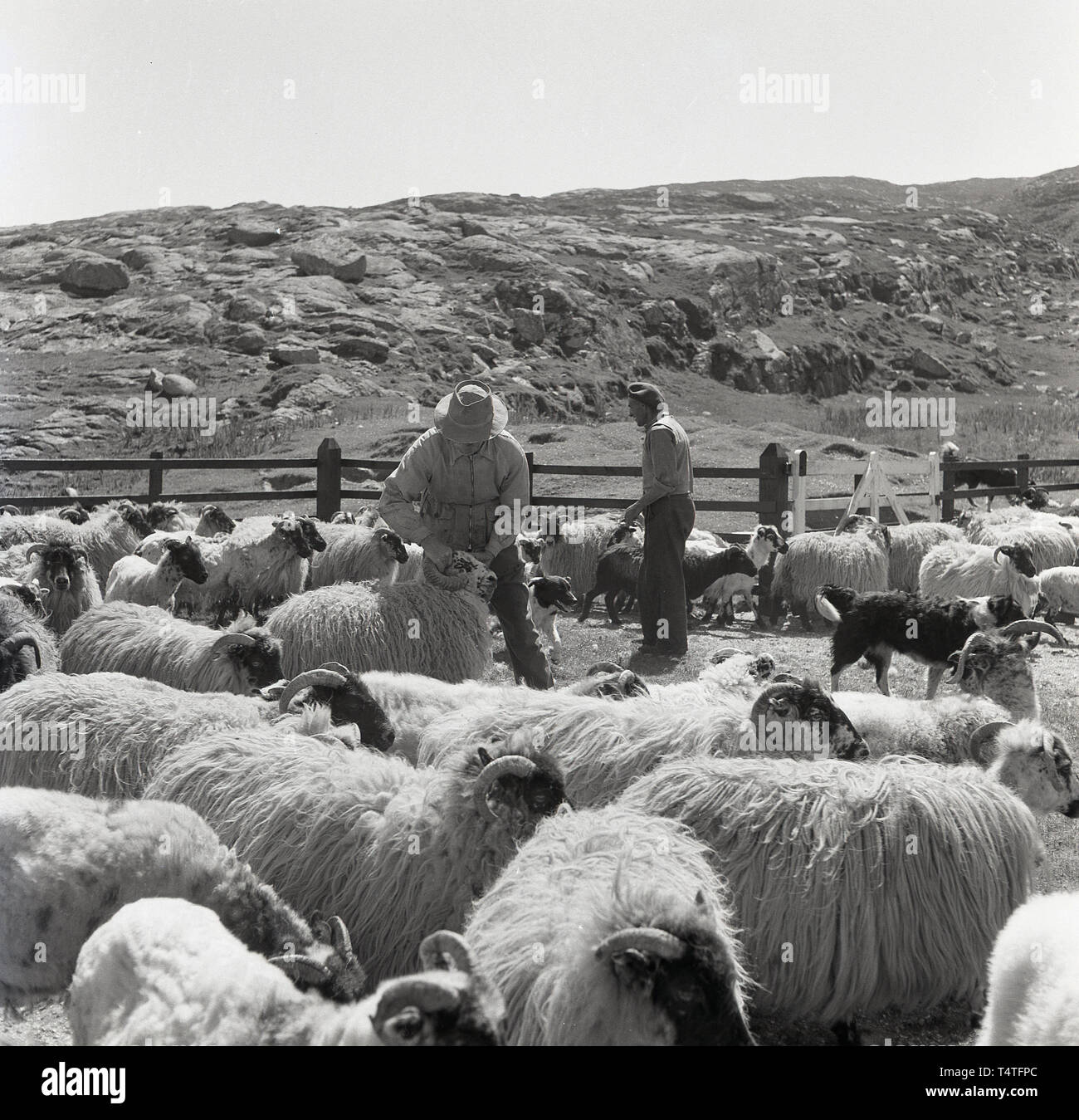 1960s, historical, sheep shearing, farmer with sheep gathered in an ...
