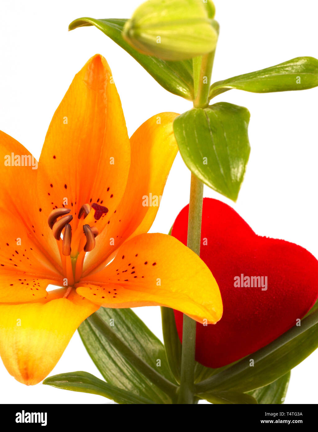 love concept with lily flower and heart shape Stock Photo - Alamy