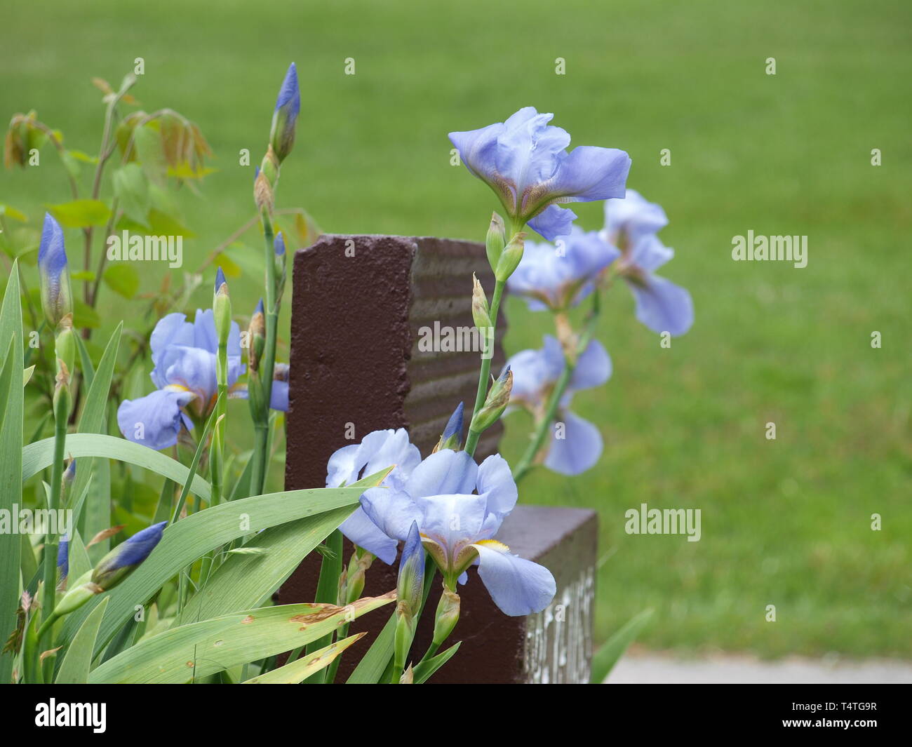 North Texas Flora Blooms Stock Photo - Alamy