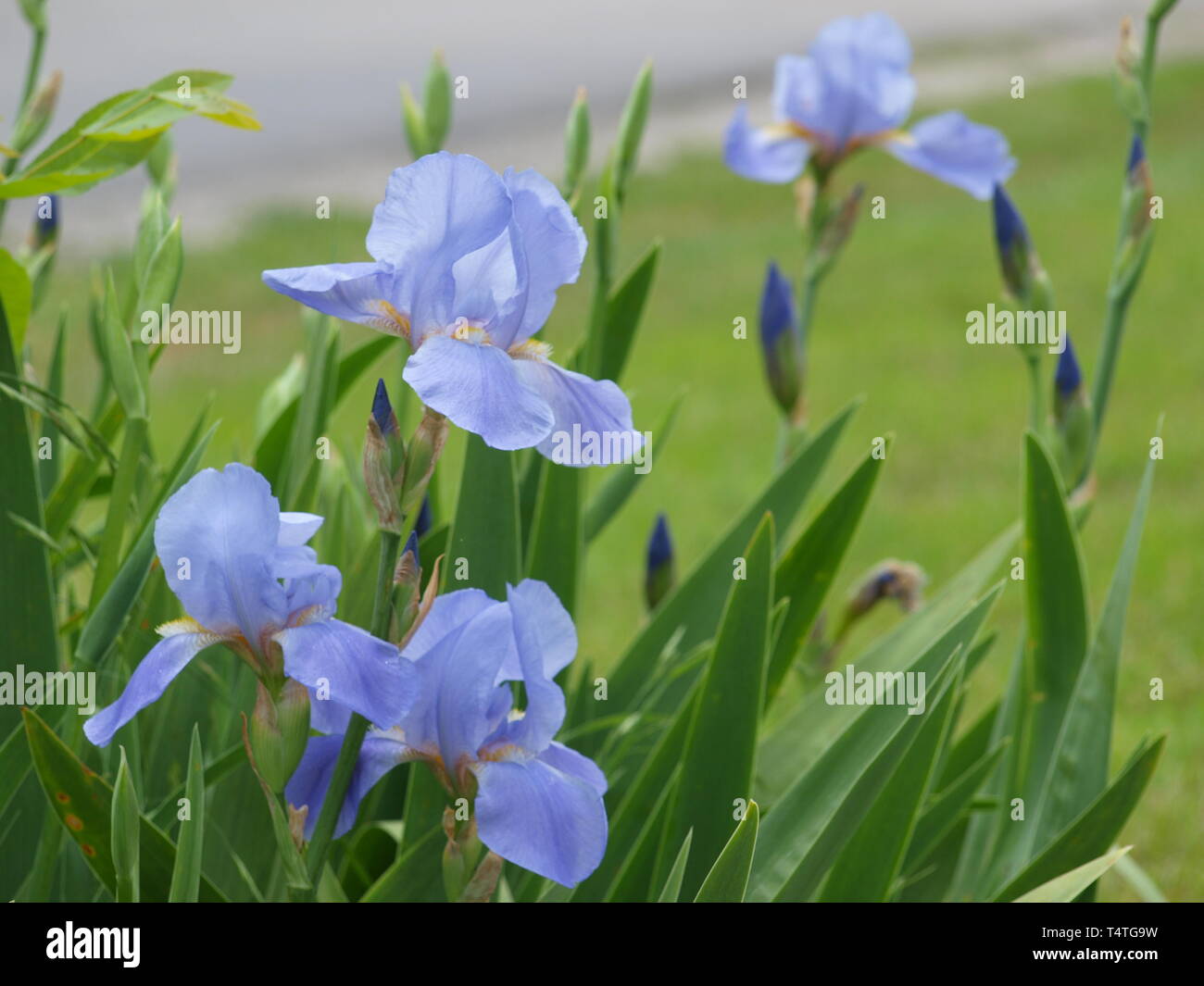 North Texas Flora Blooms Stock Photo - Alamy