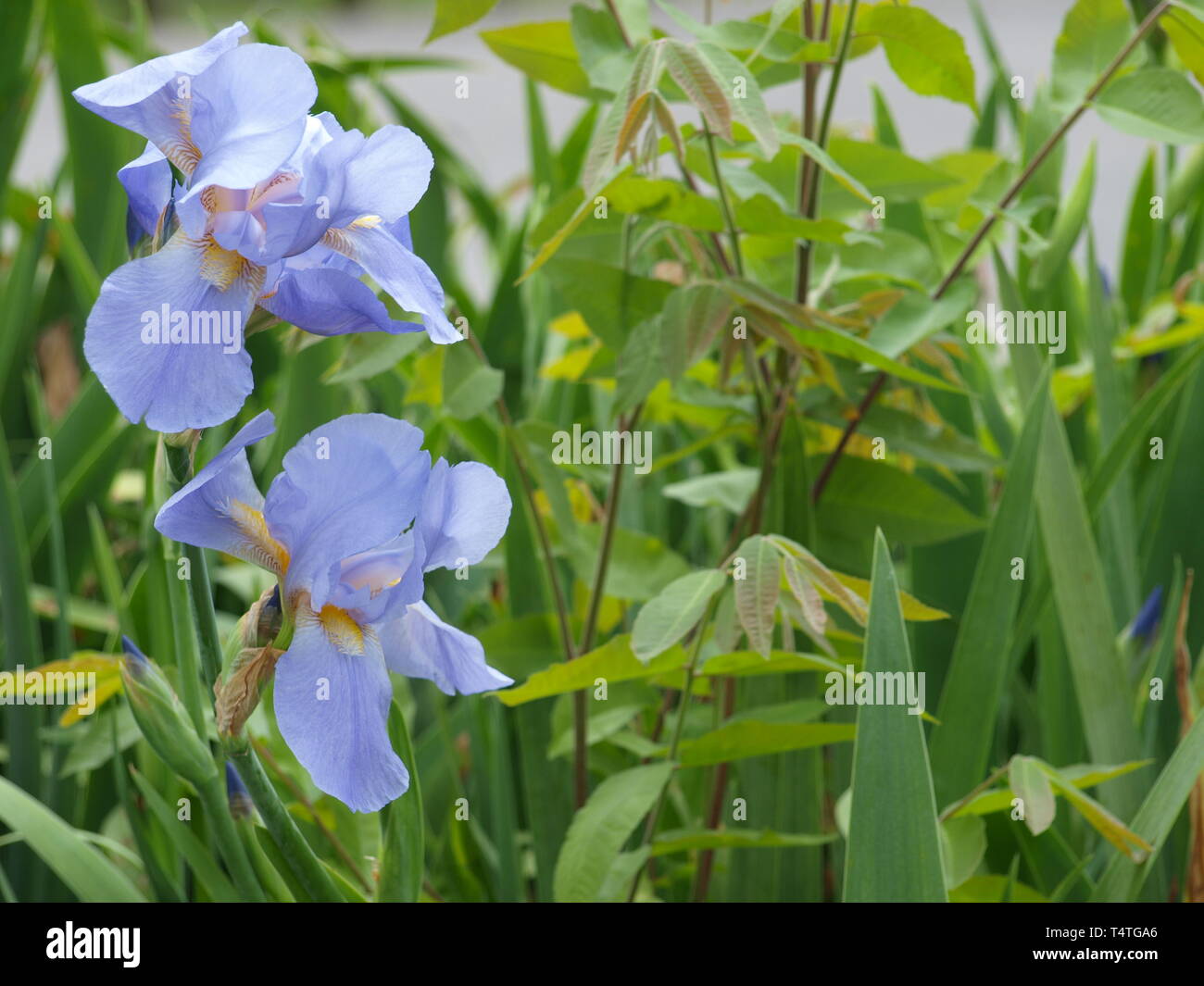 North Texas Flora Blooms Stock Photo - Alamy