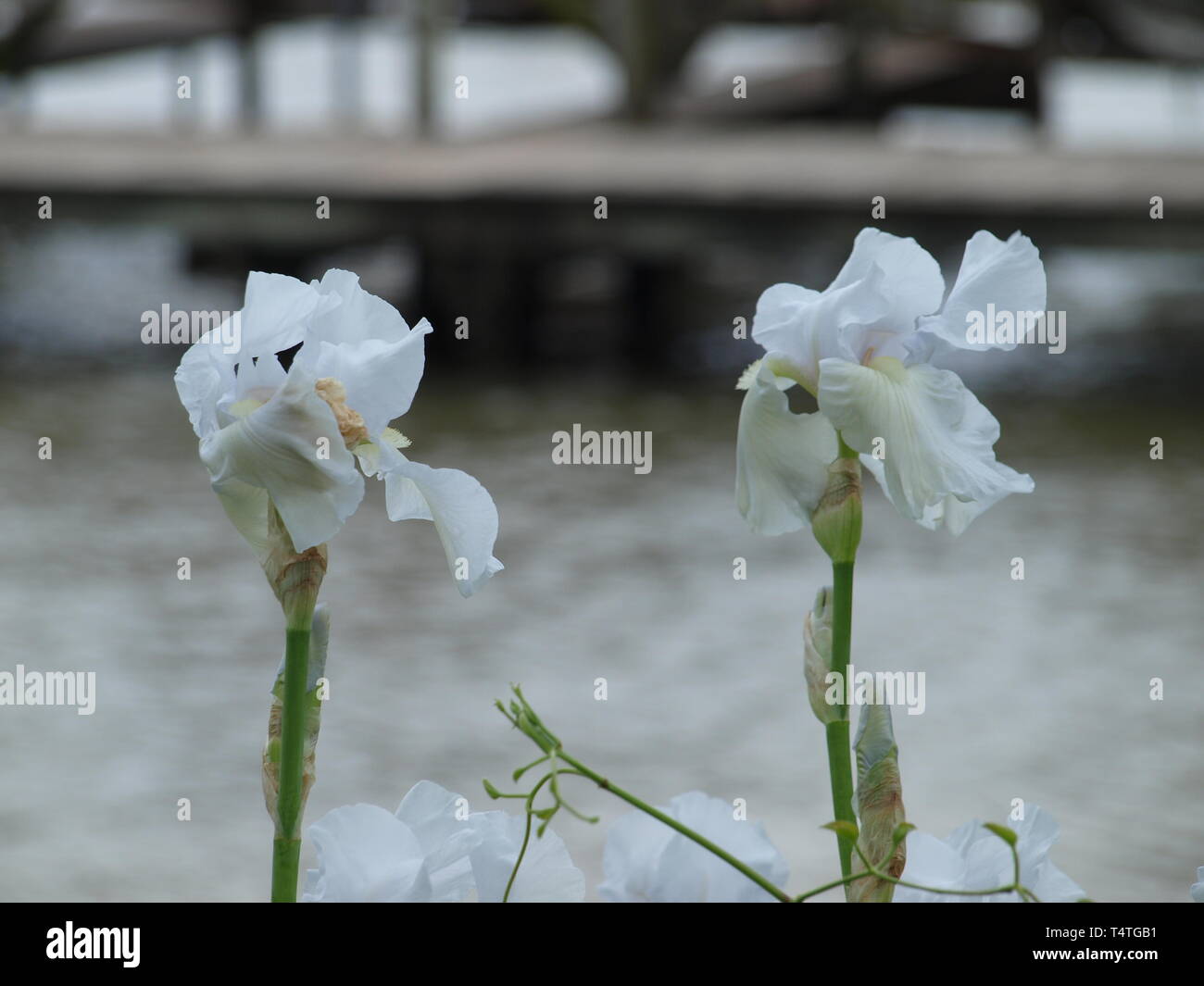 North Texas Flora Blooms Stock Photo - Alamy