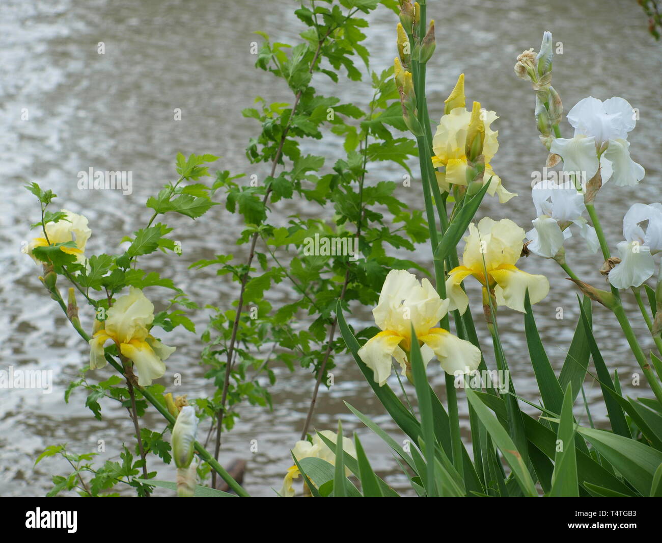 North Texas Flora Blooms Stock Photo - Alamy