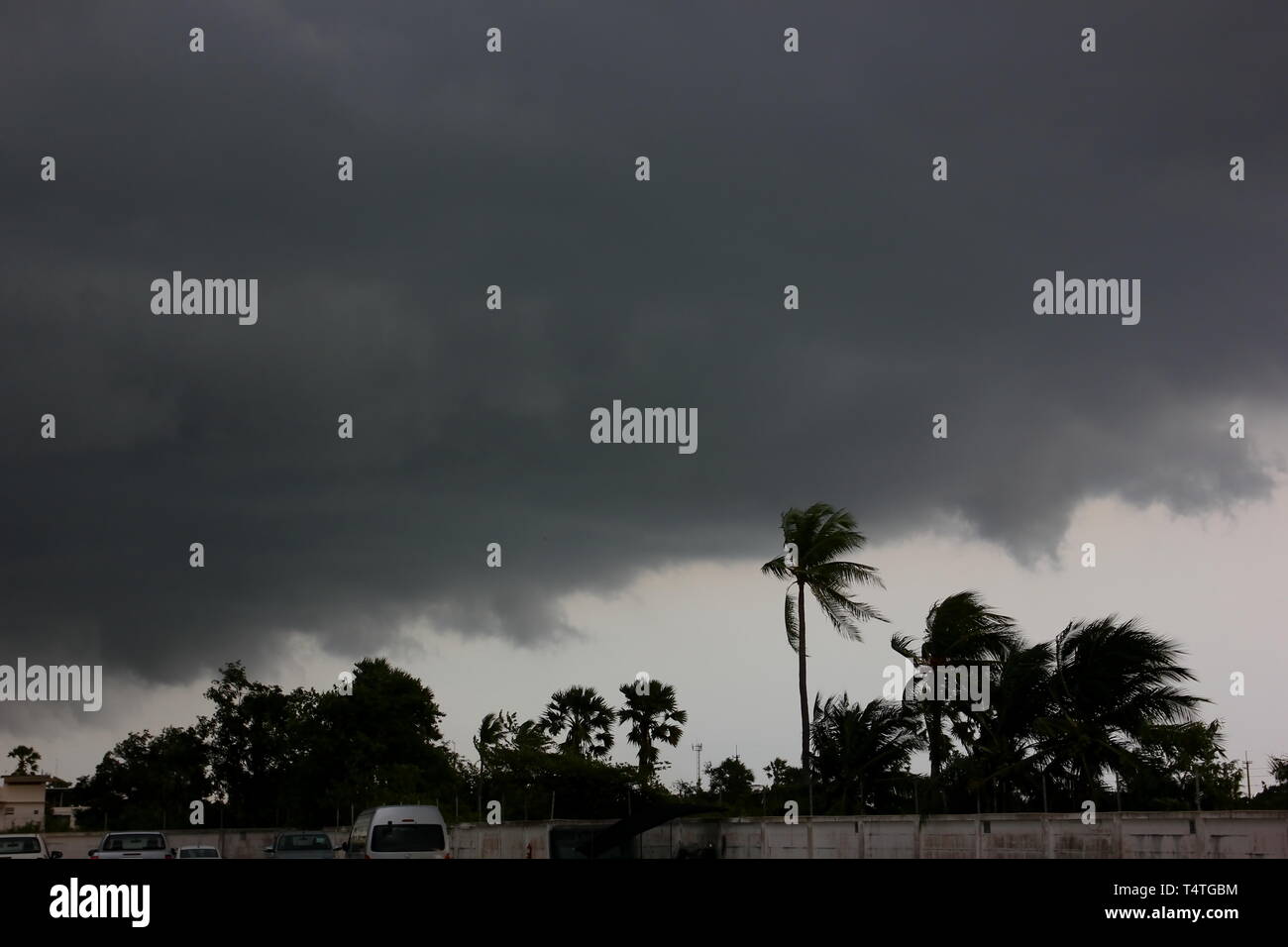 Coconut trees storm cyclone rain hi-res stock photography and images ...