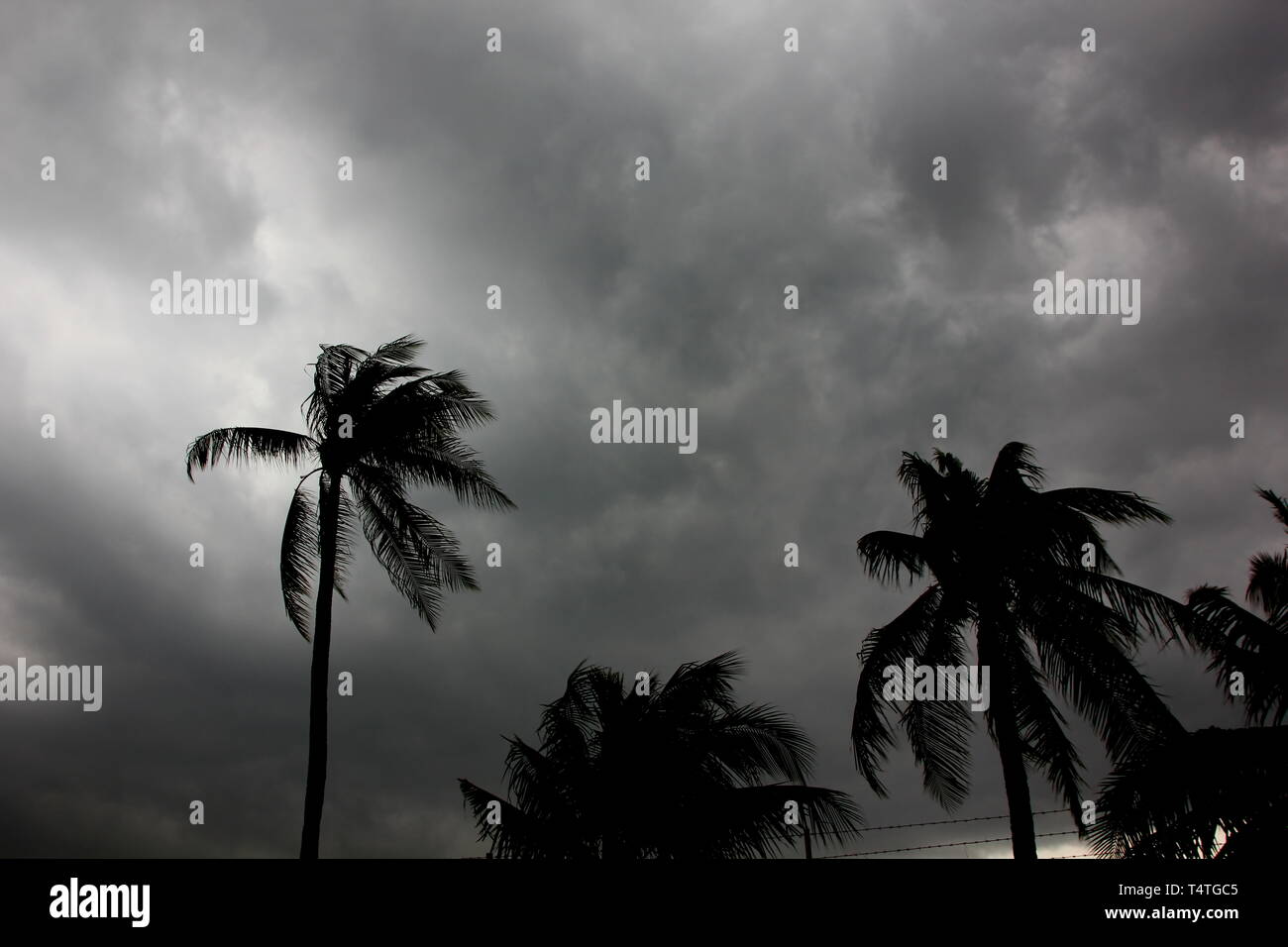 Coconut trees storm cyclone rain hi-res stock photography and images ...