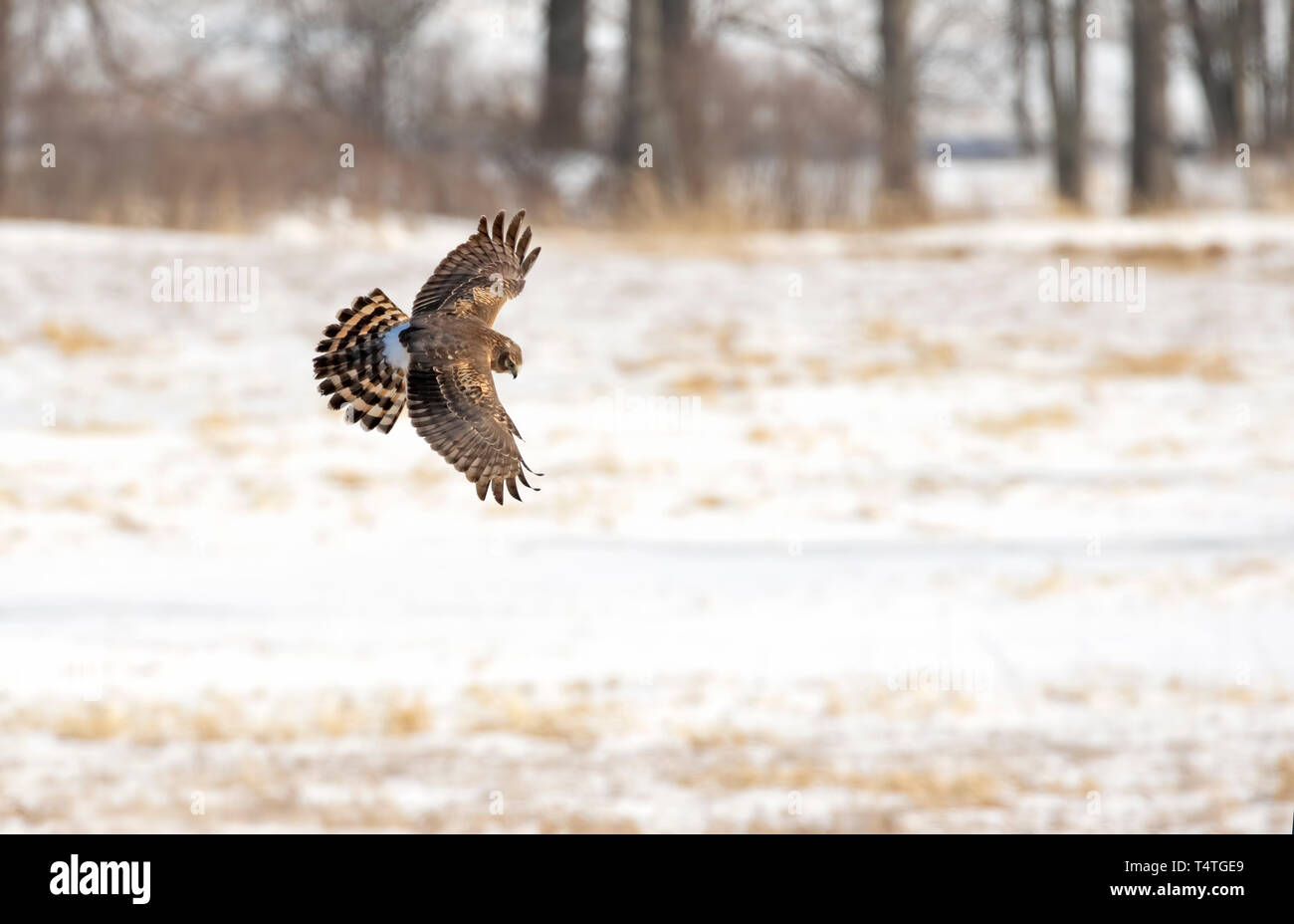 Northern Harrier hawk hunting on Amherst Island, Ontario, Canada Stock ...