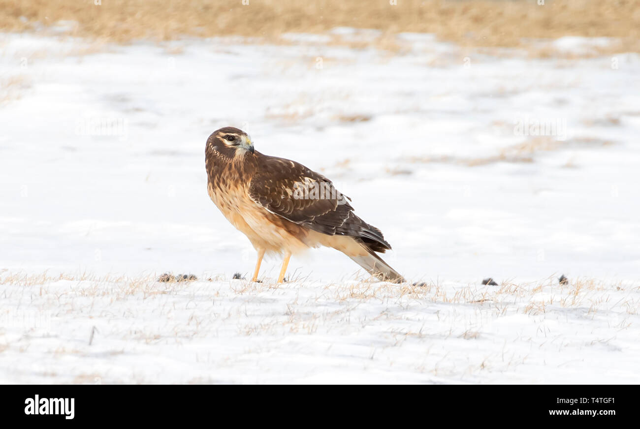 Northern Harrier (Circus cyaneus) sitting in a snow covered field ...