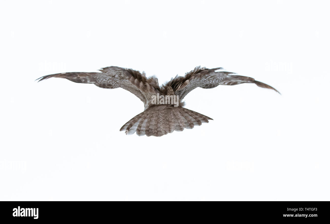 Great grey owl with wings spread out in flight hovering over a snow ...