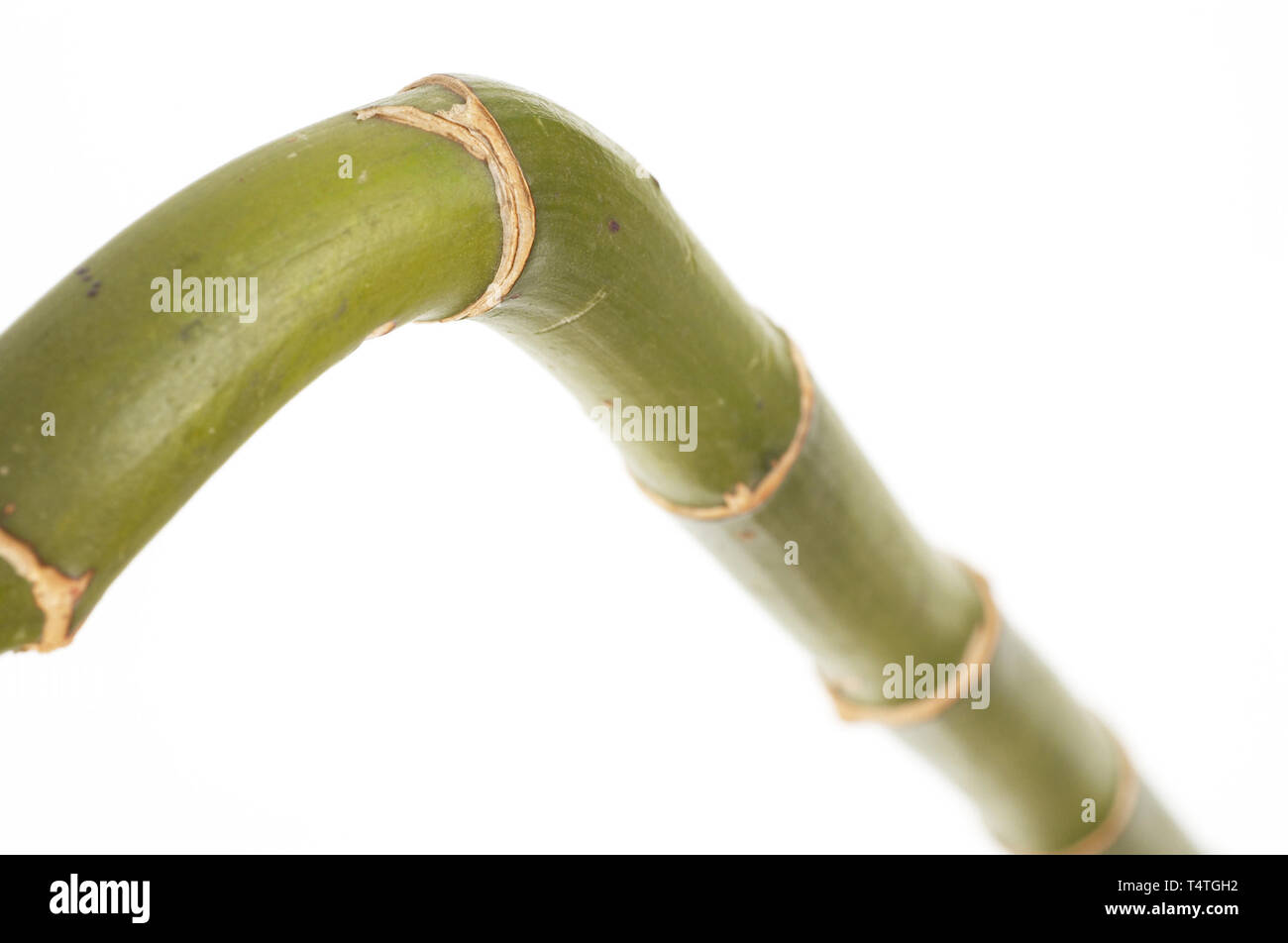 bamboo close up Stock Photo - Alamy