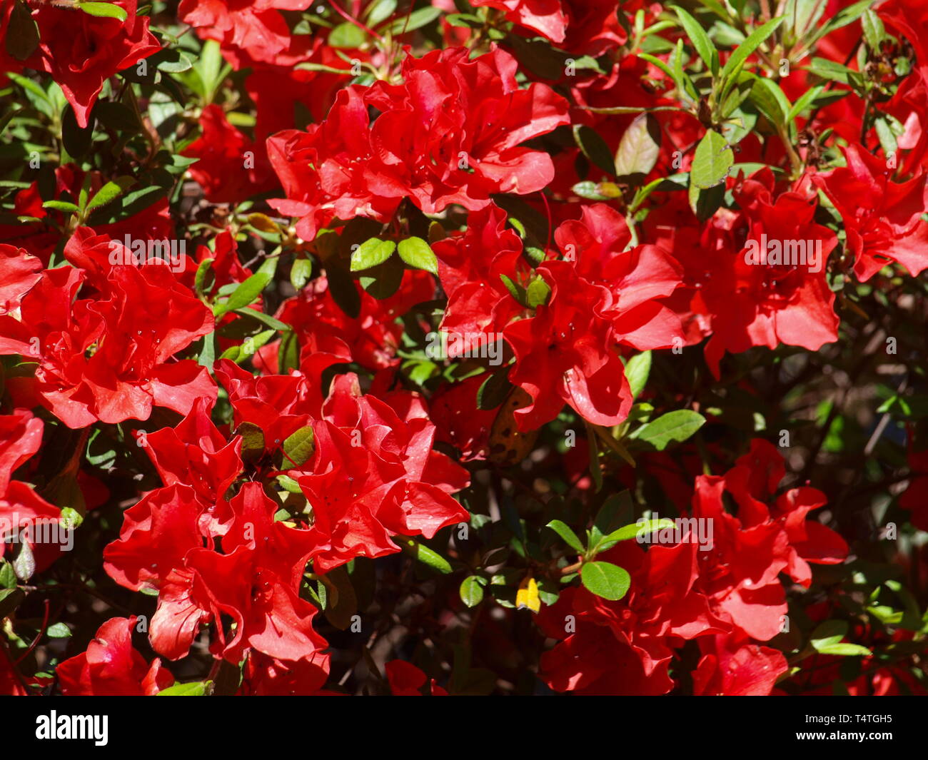 North Texas Flora Blooms Stock Photo - Alamy