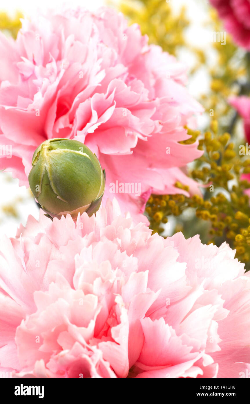 beautiful carnation flowers on white Stock Photo - Alamy
