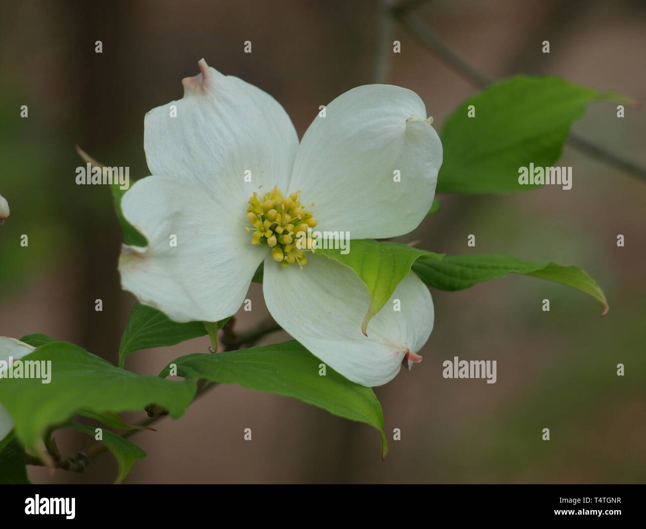 North Texas Flora Blooms Stock Photo - Alamy