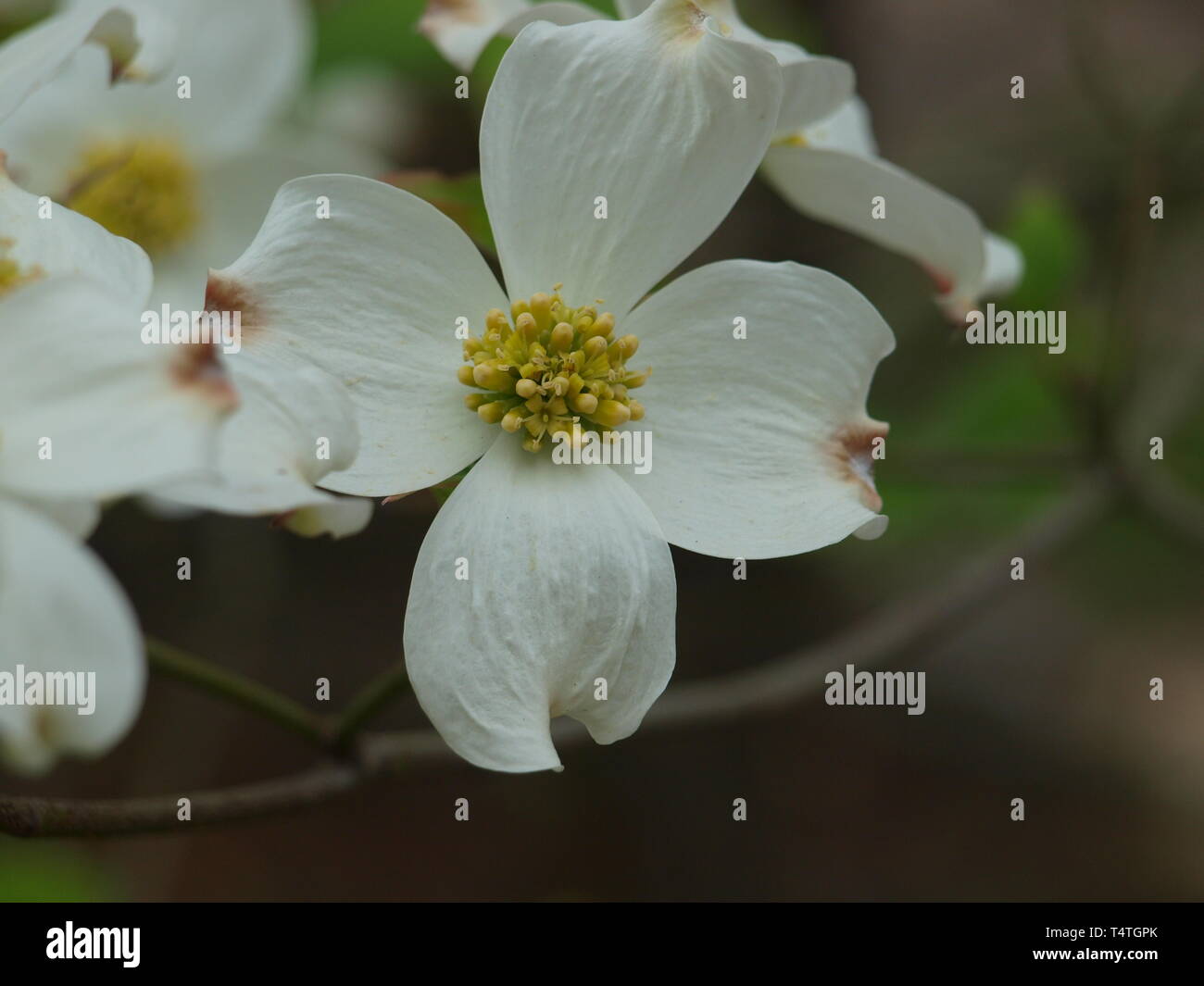 North Texas Flora Blooms Stock Photo - Alamy