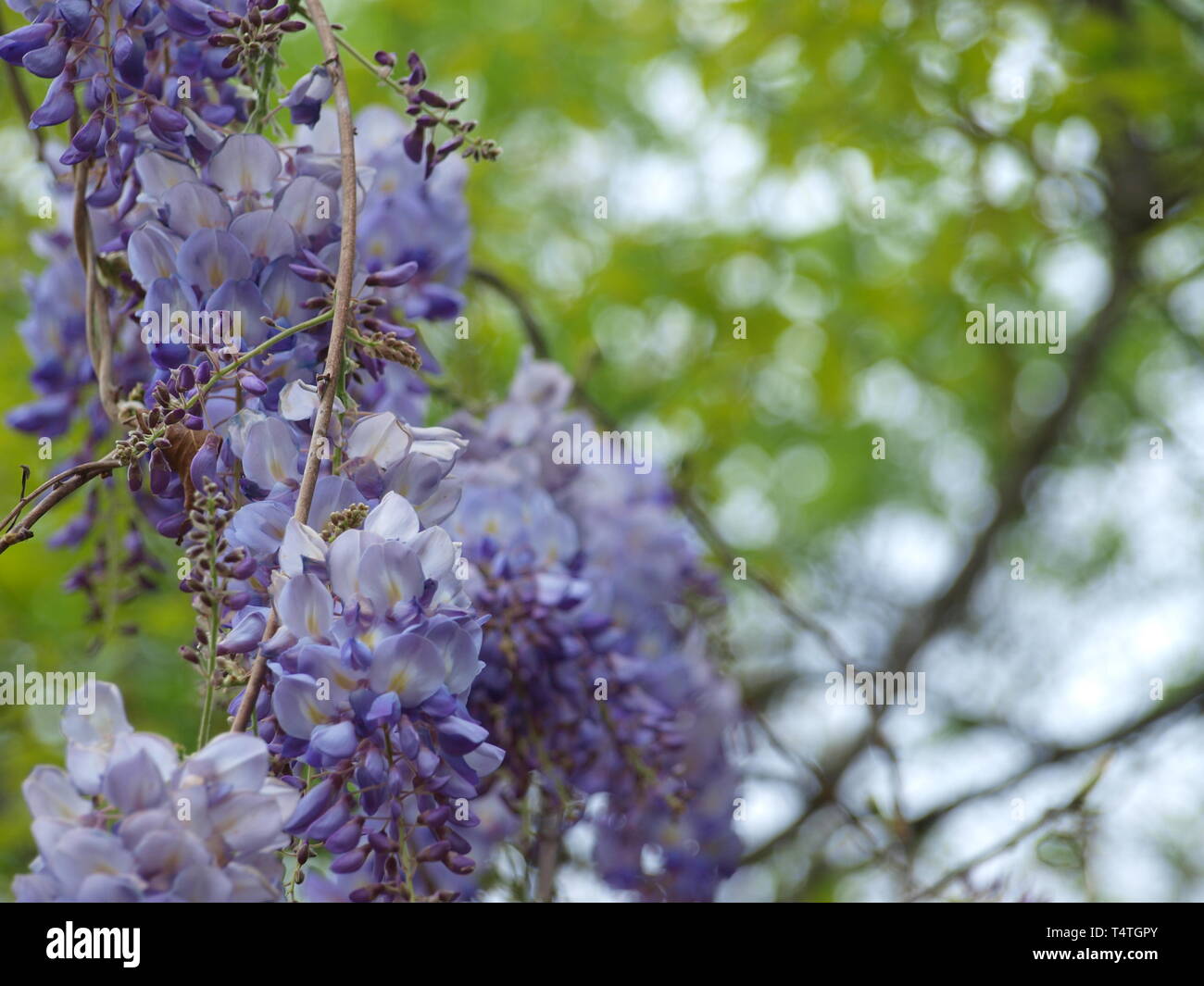 North Texas Flora Blooms Stock Photo - Alamy
