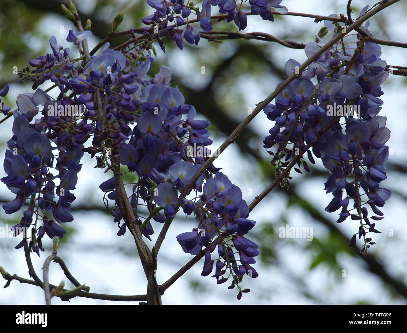 North Texas Flora Blooms Stock Photo - Alamy