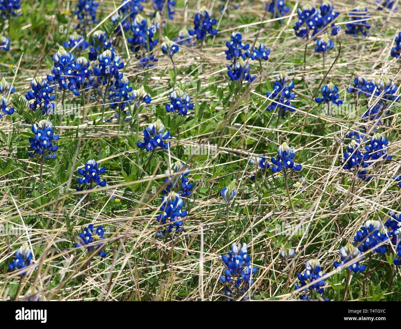 North Texas Flora Blooms Stock Photo - Alamy