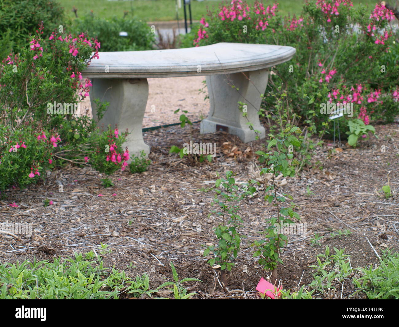 North Texas Flora Blooms Stock Photo - Alamy