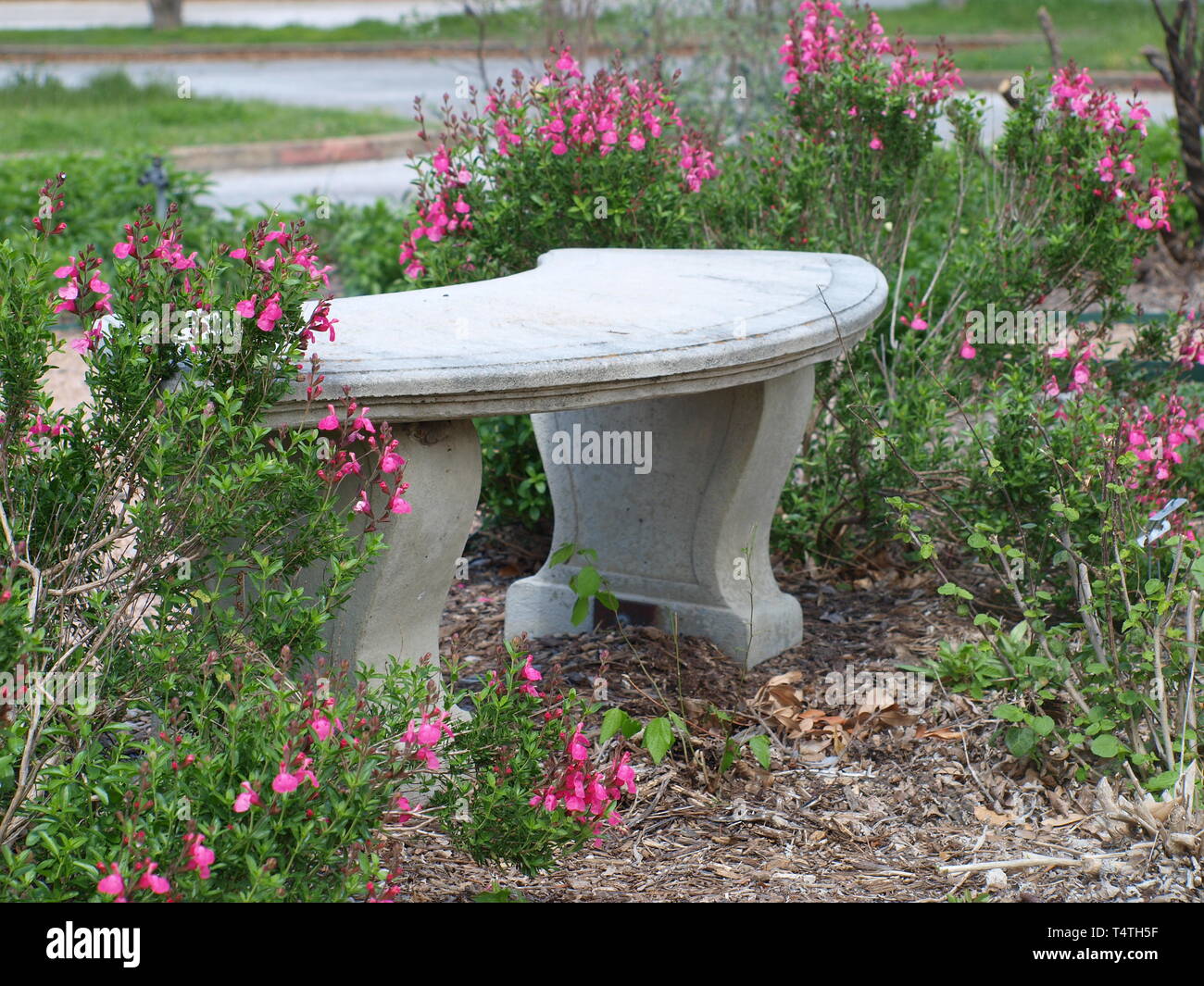 North Texas Flora Blooms Stock Photo - Alamy