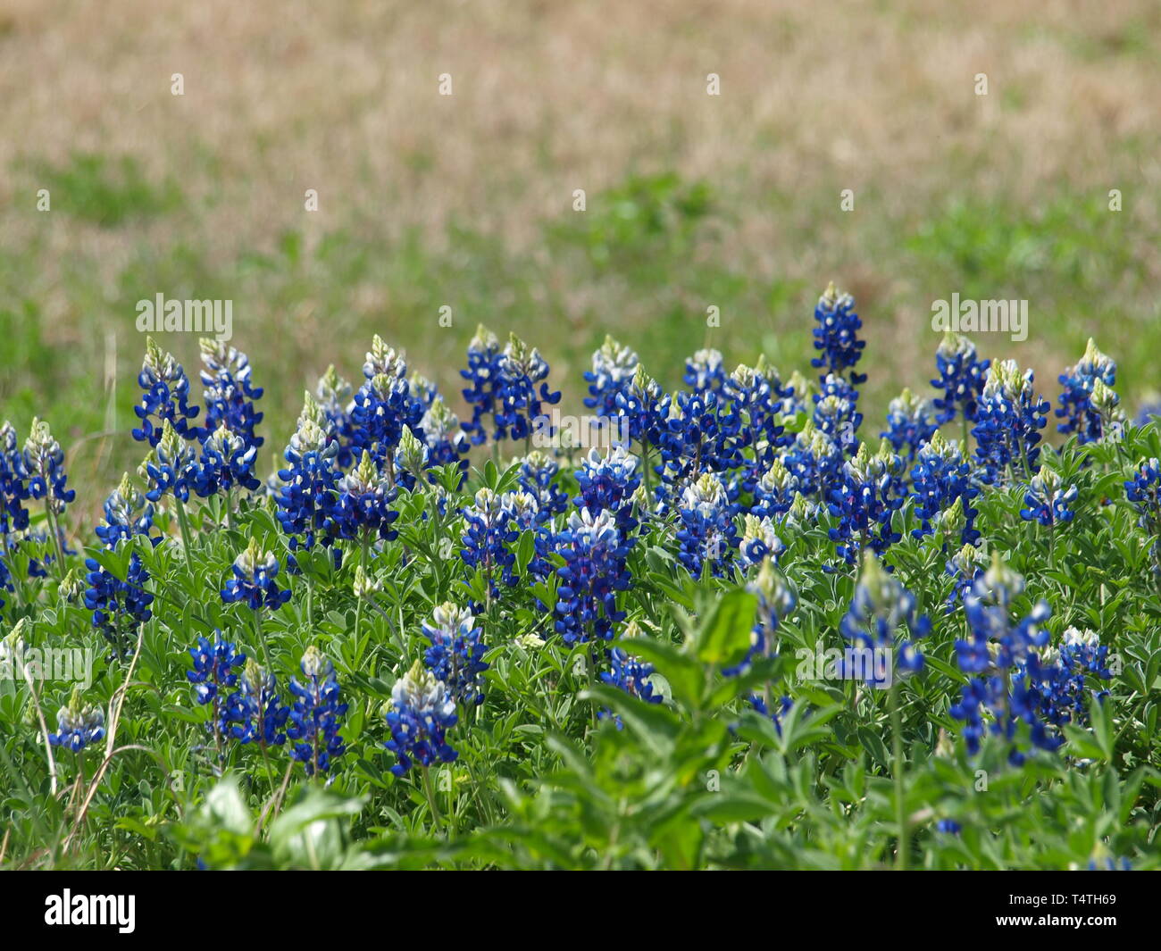 North Texas Flora Blooms Stock Photo - Alamy