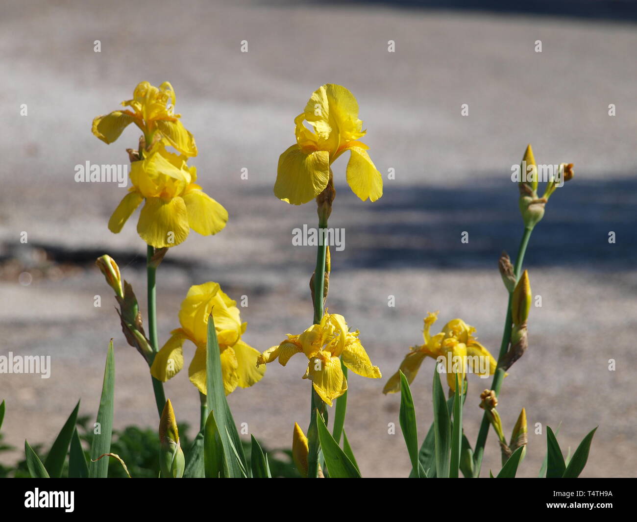 North Texas Flora Blooms Stock Photo - Alamy