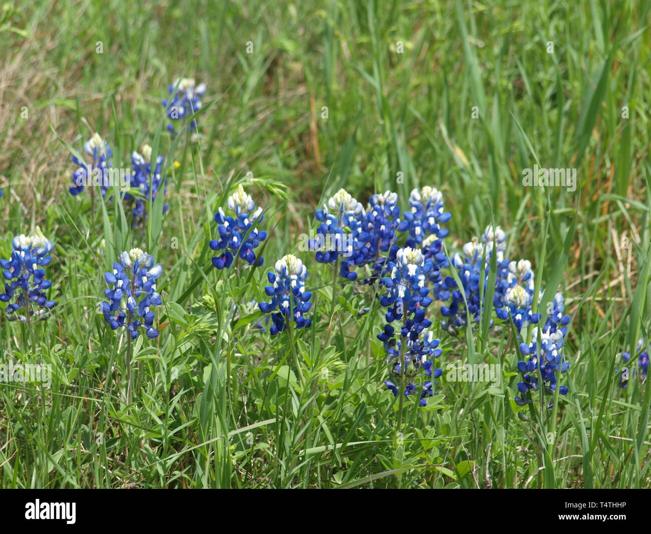 North Texas Flora Blooms Stock Photo - Alamy