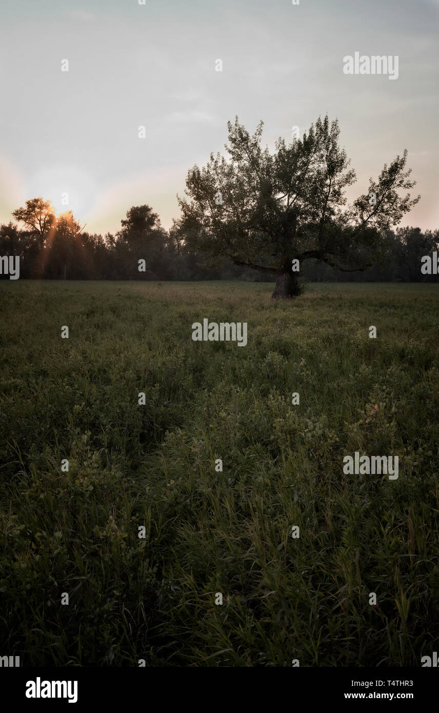 Middle meadow walk hi-res stock photography and images - Alamy