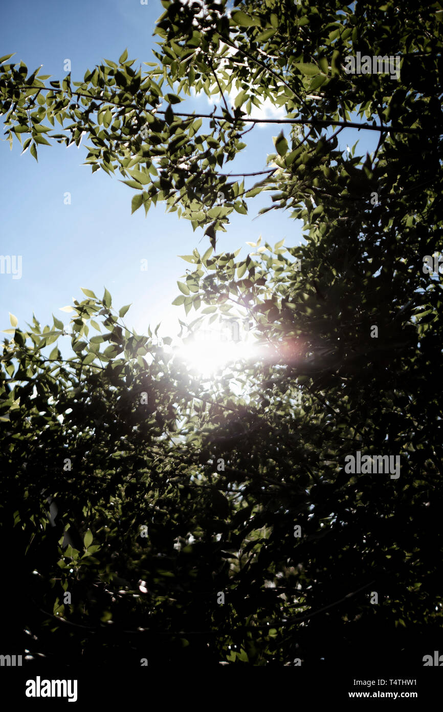 Wind blowing leaves hi-res stock photography and images - Alamy