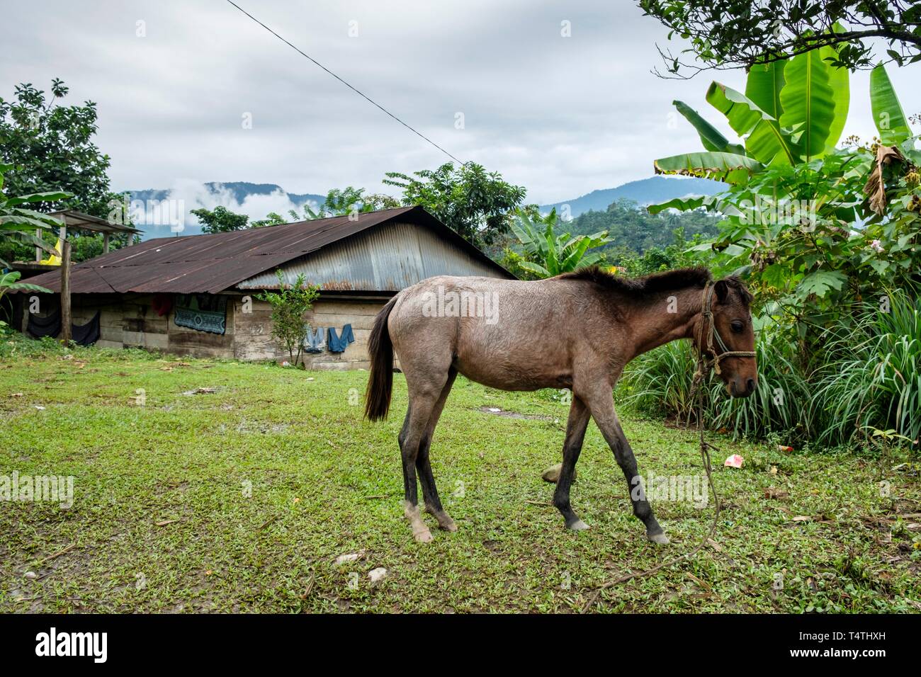 La Taña, Franja Transversal del Norte , departamento de Quiché ...