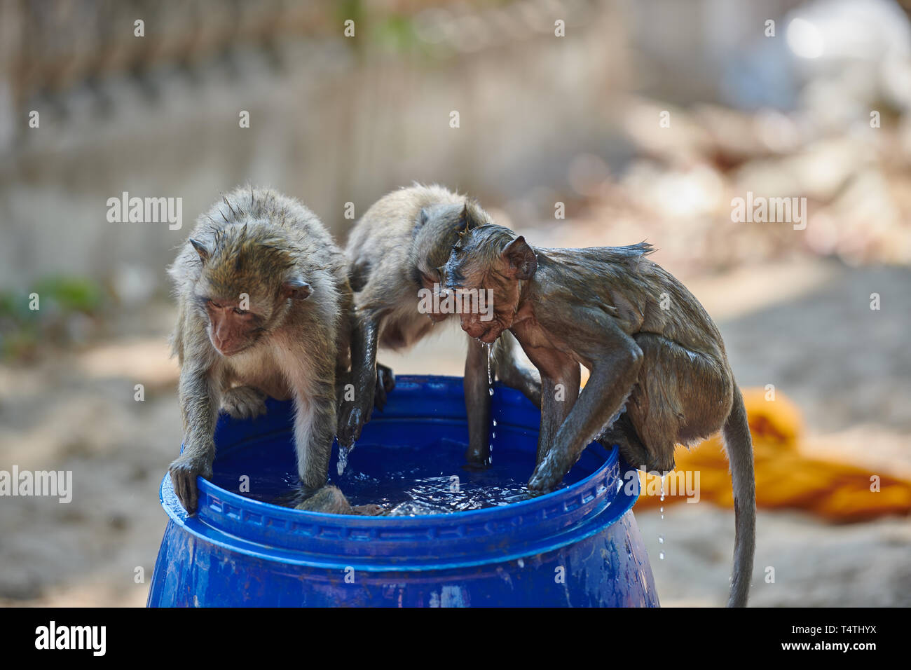 Macaque monkey, Monkey temple, Phnom Penh, Cambodia Stock Photo - Alamy