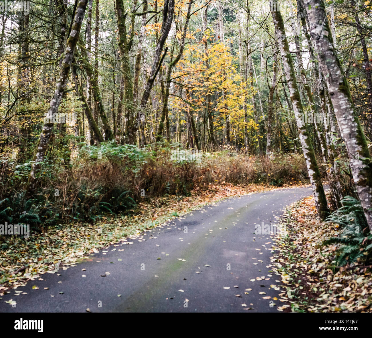 Alder trees hi-res stock photography and images - Alamy